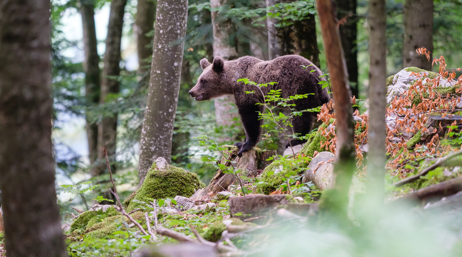 Focus Ours Brun en affût - Objectif nature