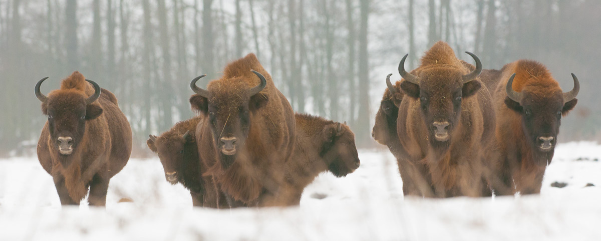 Voyage Photo Bisons et Oiseaux de la forêt de Bialowieza