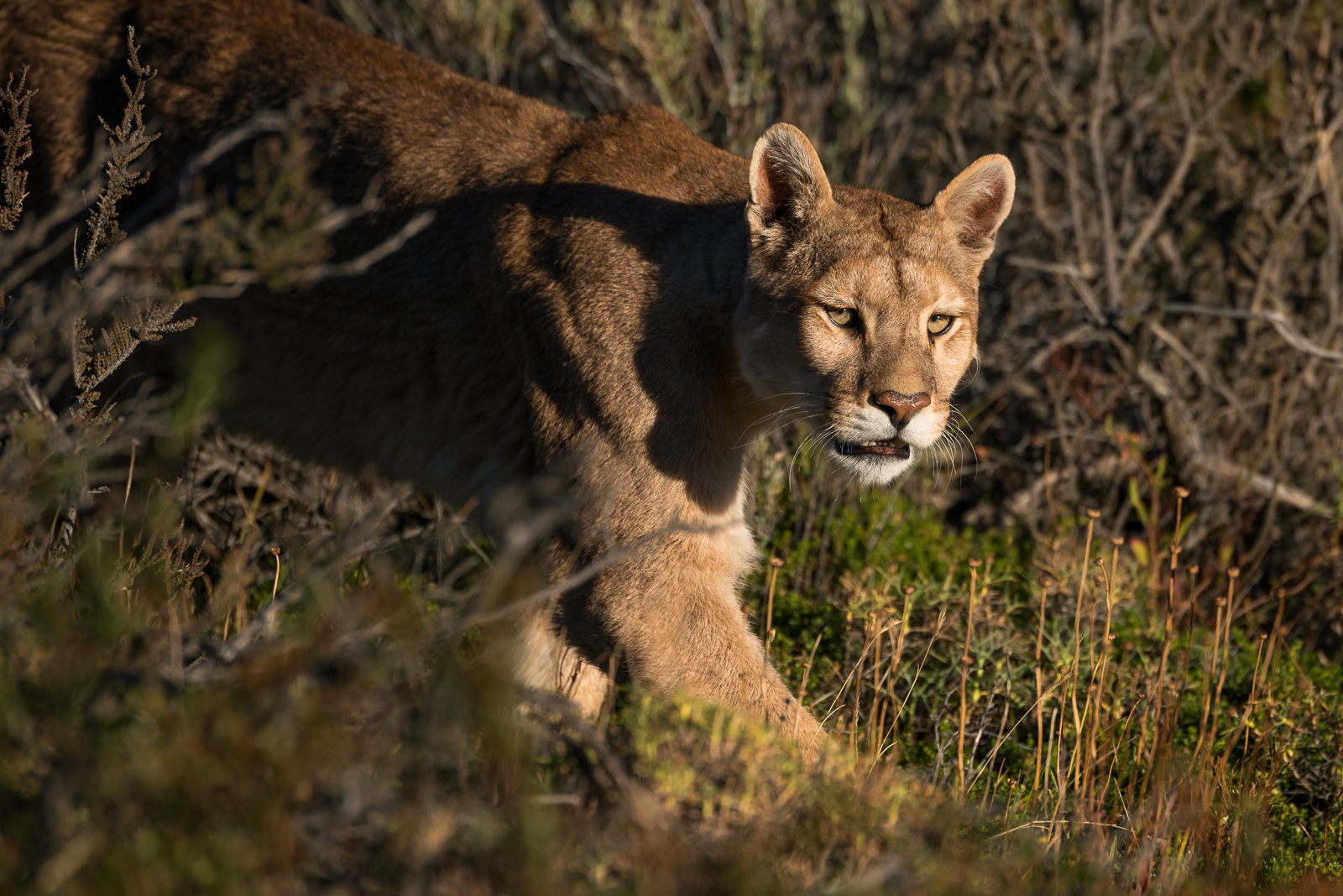 Safari Photo Puma en Patagonie