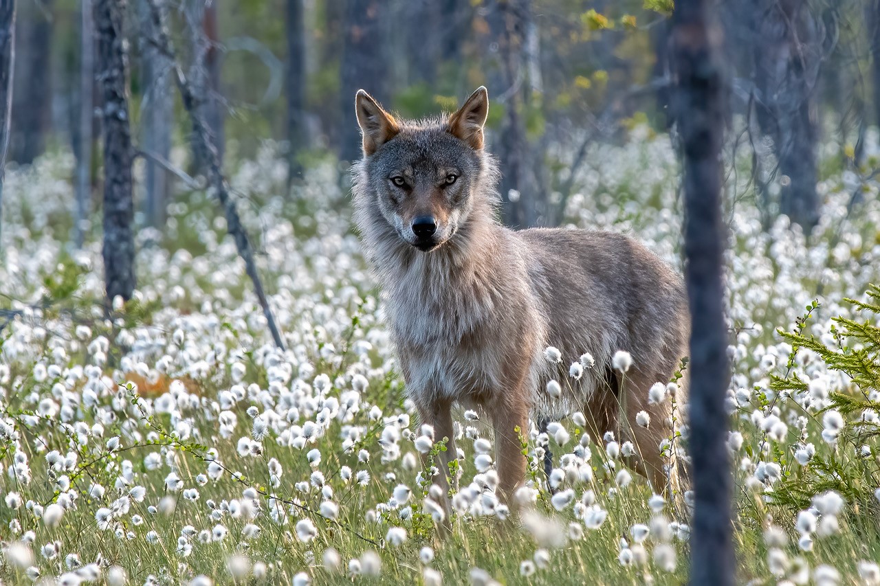 Voyage Photo Ours Loups et gloutons en Finlande
