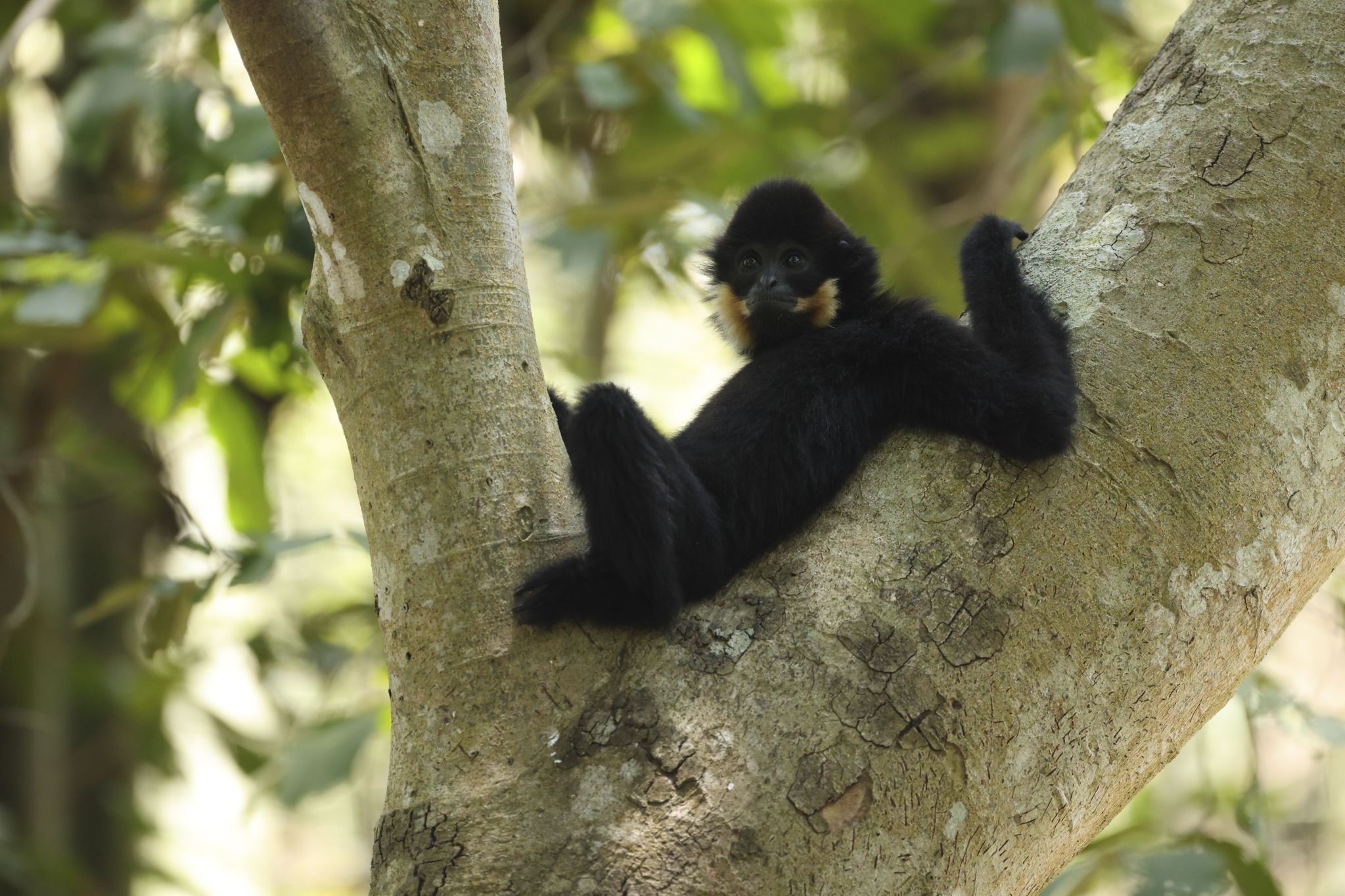 Voyage photo Primates du Vietnam